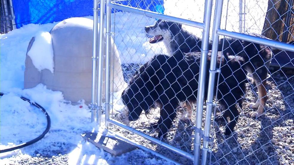 Marion animal shelter seeks donations to help keep dogs warm | WLOS