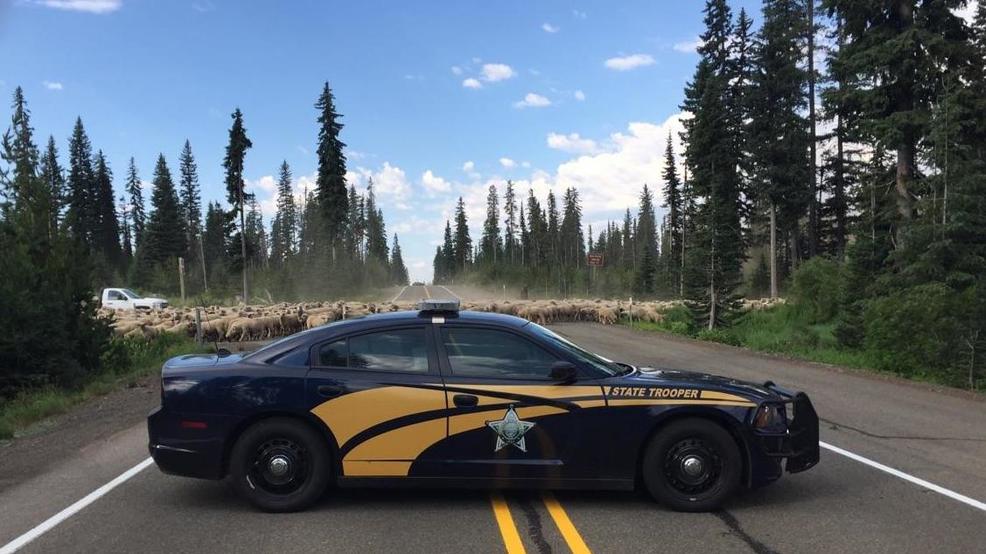 Troopers or wranglers? OSP help sheep herd cross a highway | KATU