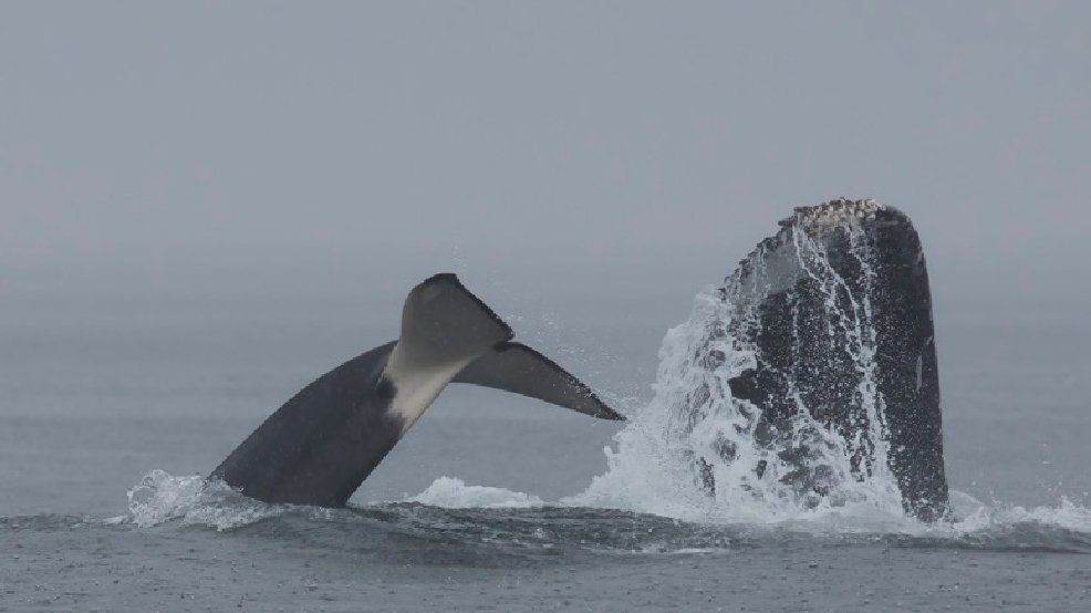Photos: Orcas attack humpback whales | KUTV