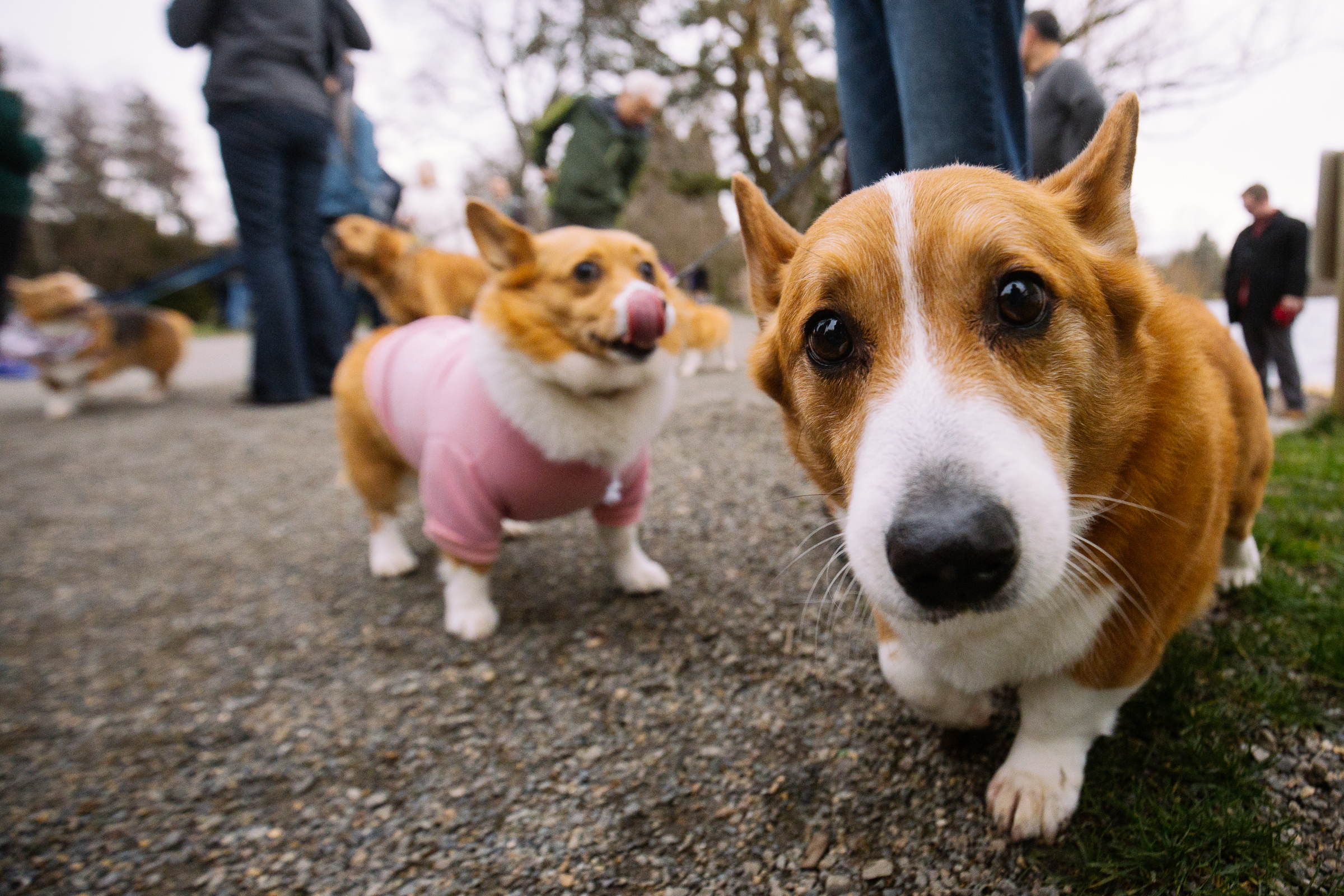 So many corgis at the Green Lake Corgi Walk | Seattle Refined