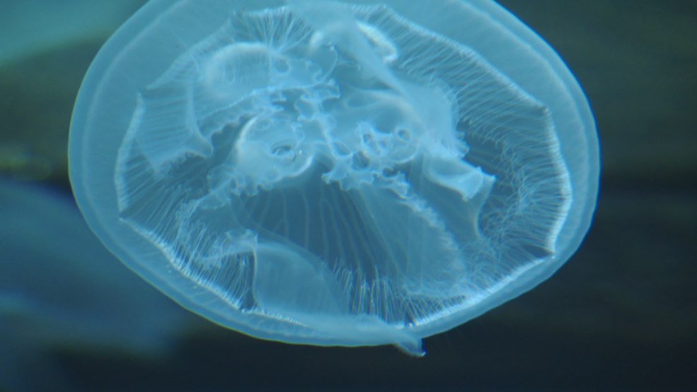 Anatomy The Moon Jellyfish