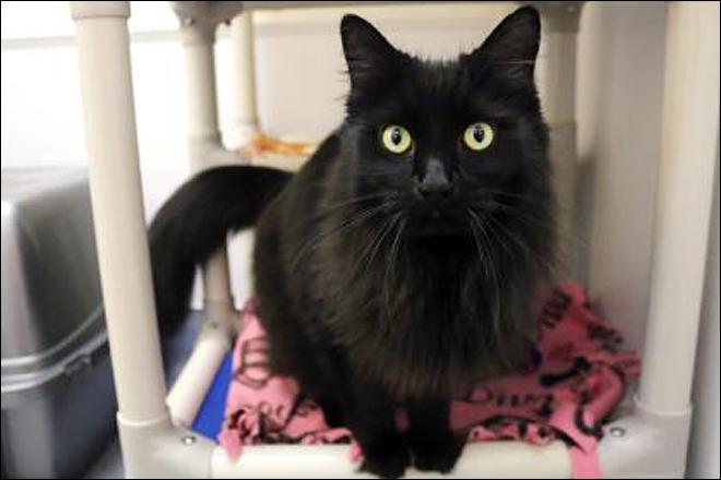 10 adoptable cats from Seattle Humane Society | KOMO