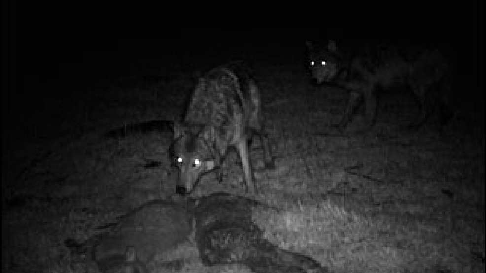 Ranchers want right to capture or kill wolves | KPIC