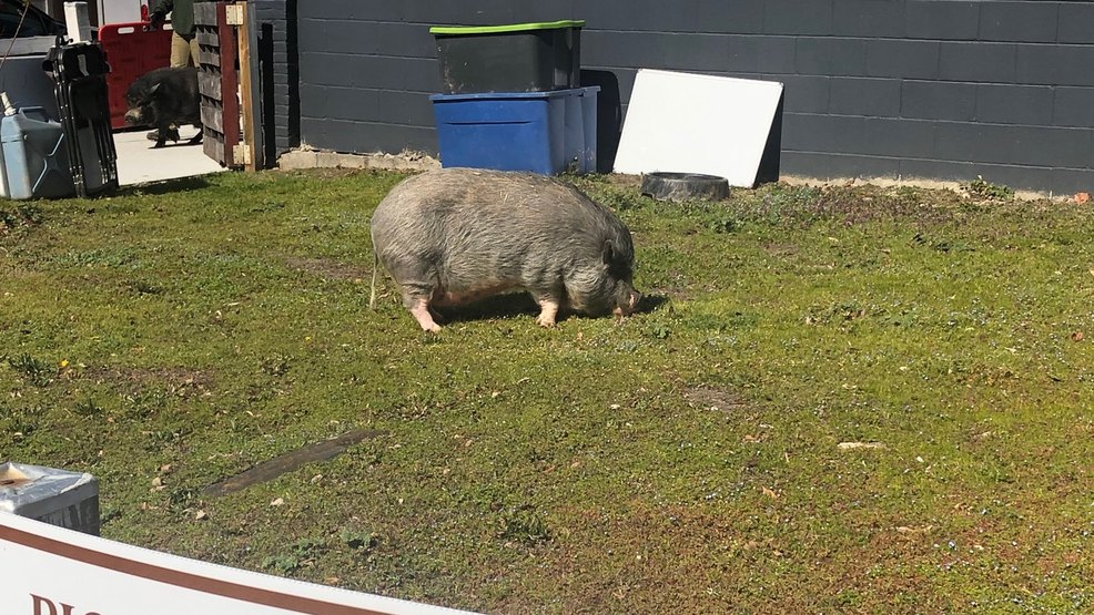 Baltimore's Pigtown community Celebrates National Pig Day | WBFF