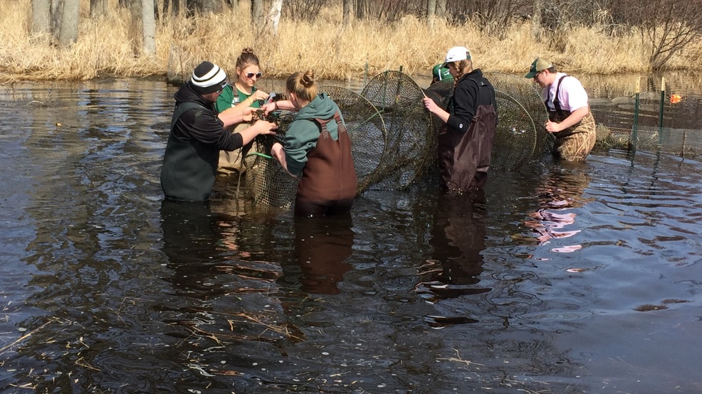 Northern pike spawning run underway | WLUK