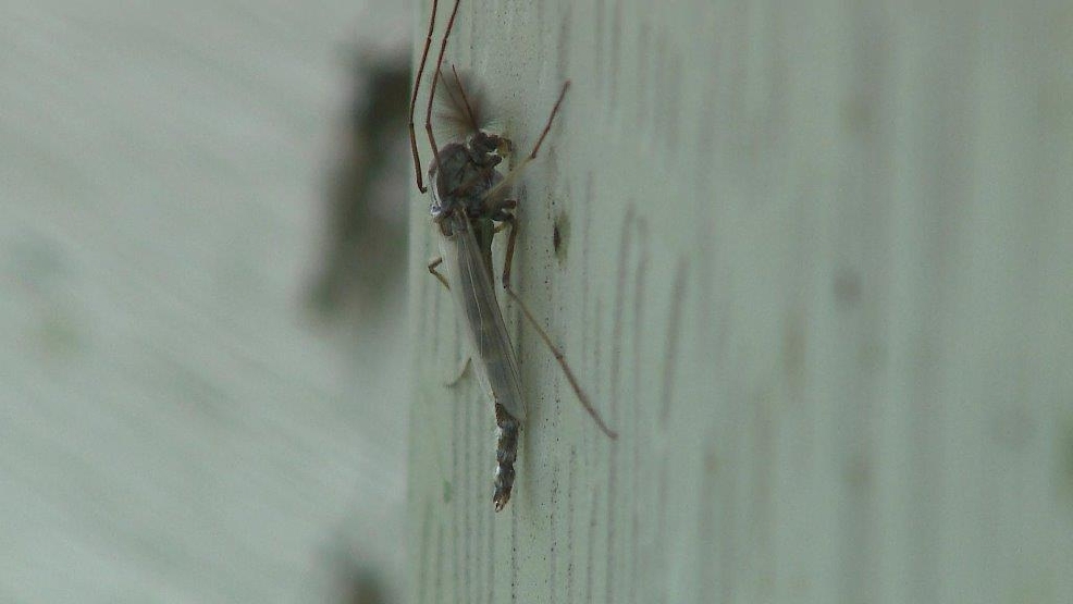 Annual lake fly hatch leaves mess around Lake Winnebago | WLUK