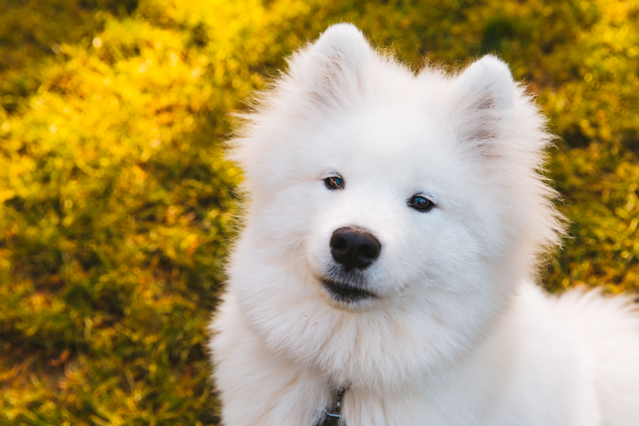 RUFFined Spotlight: Luna Lovegood the Samoyed | Seattle Refined