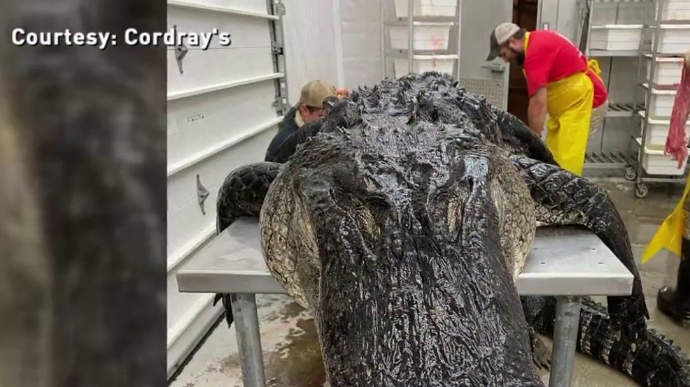 12-foot, 500-pound alligator caught at Lake Moultrie | WCIV 12-foot, 500-pound alligator caught at Lake Moultrie | WCIV