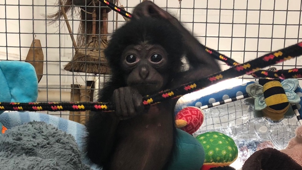 Baby siamang arrives at El Paso Zoo from Pittsburgh | KFOX