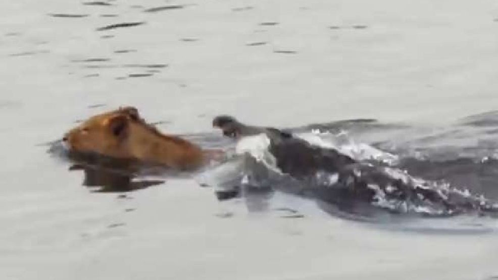 VIDEO: Lion vs. crocodile in sneak river attack! | KOKH